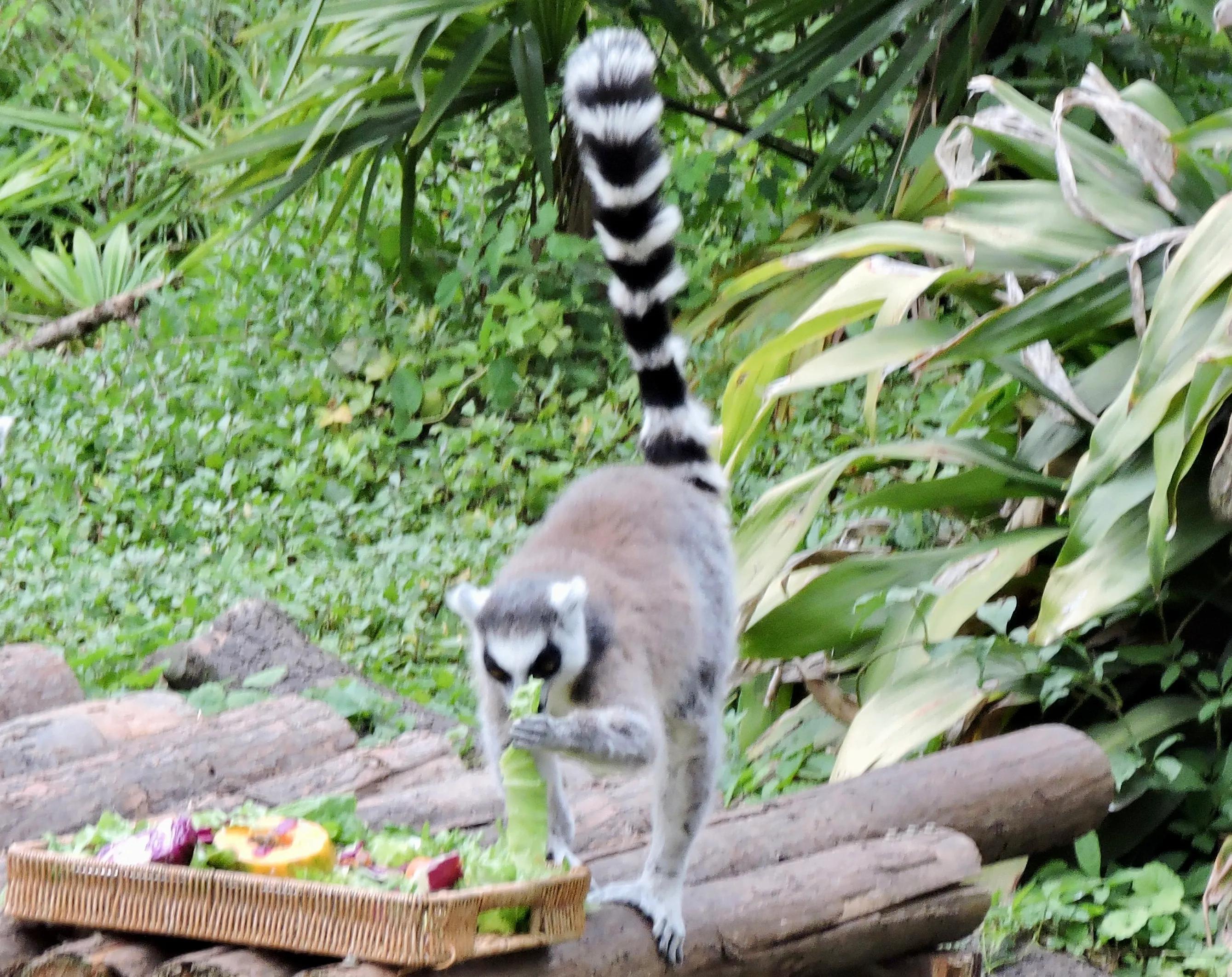 Ring-tailed monkey. - iMedia