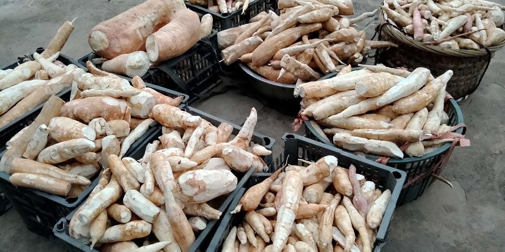 Cassava is highly toxic, why can it be sold as cassava flour? - iNEWS