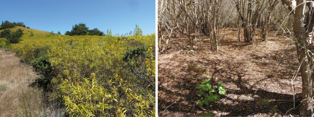 Nature: Global trends in plant naturalization - iNEWS