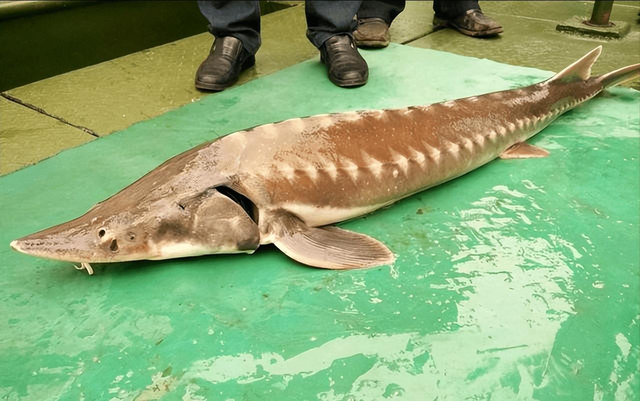 amazing! Evaluation of Chinese Sturgeon Reproductive Capacity Revealed ...