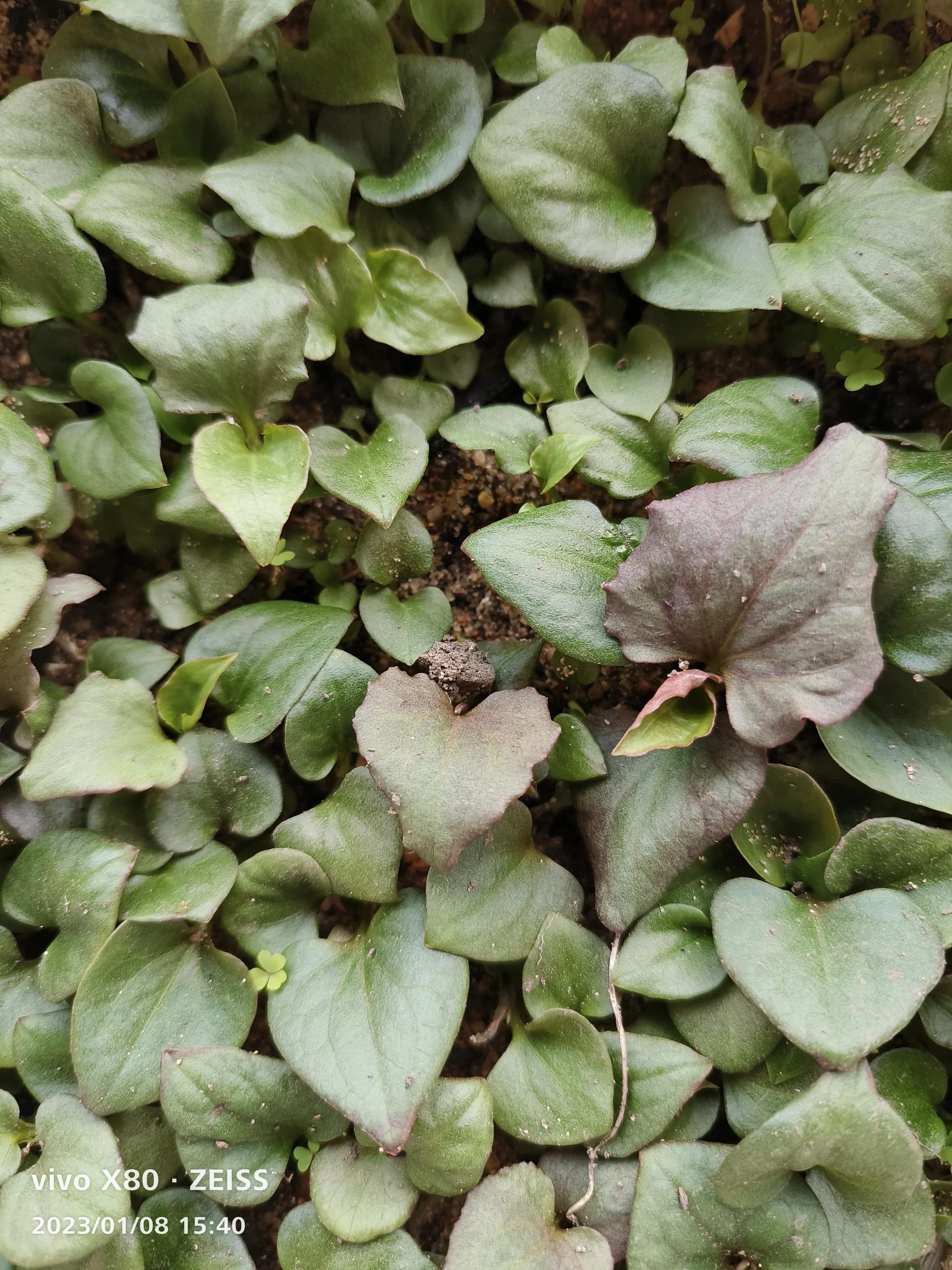 Small vegetable garden - iNEWS