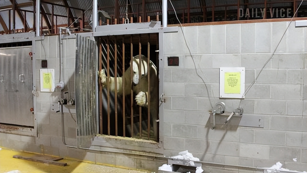 Canada's border town is home to the world's only polar bear prison ...