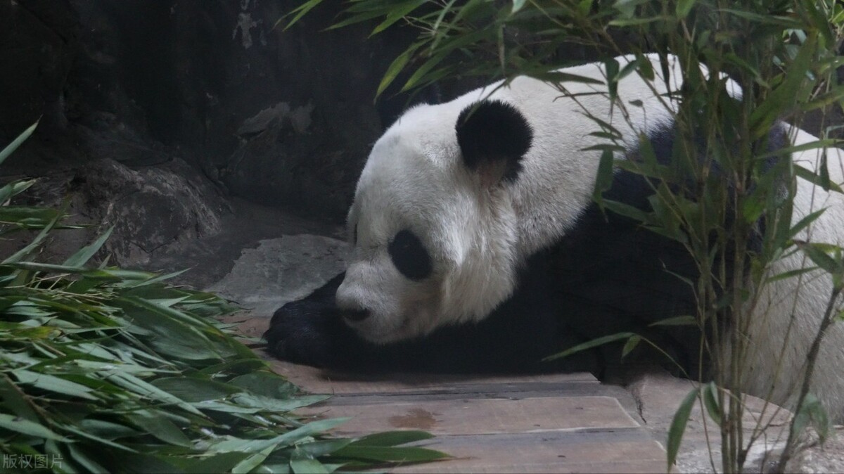 How much does it cost to raise a giant panda for a year? more than most ...