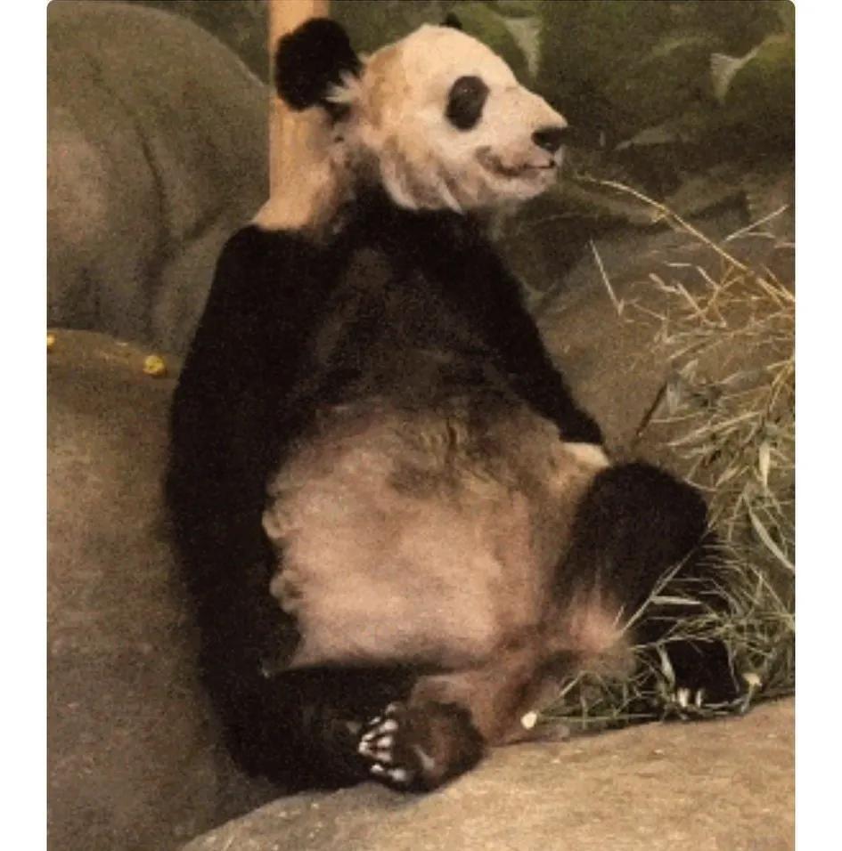 Wild giant pandas were photographed on the side of the self-driving ...