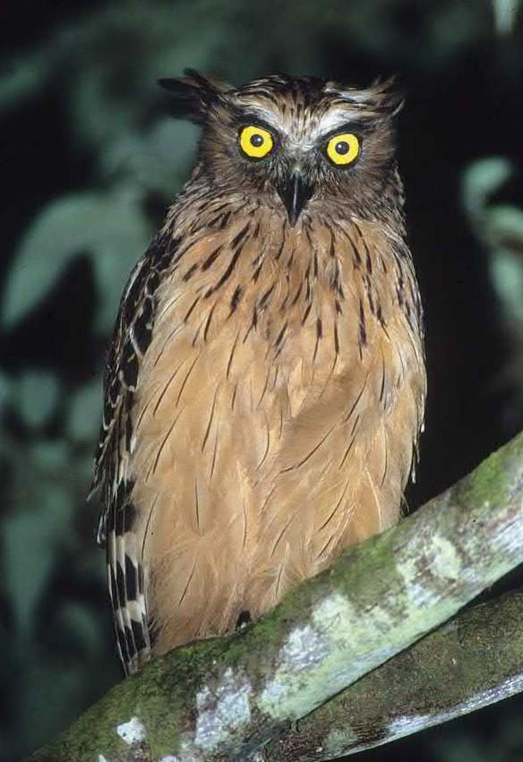 Owls of the World (Malay Owls) - iMedia