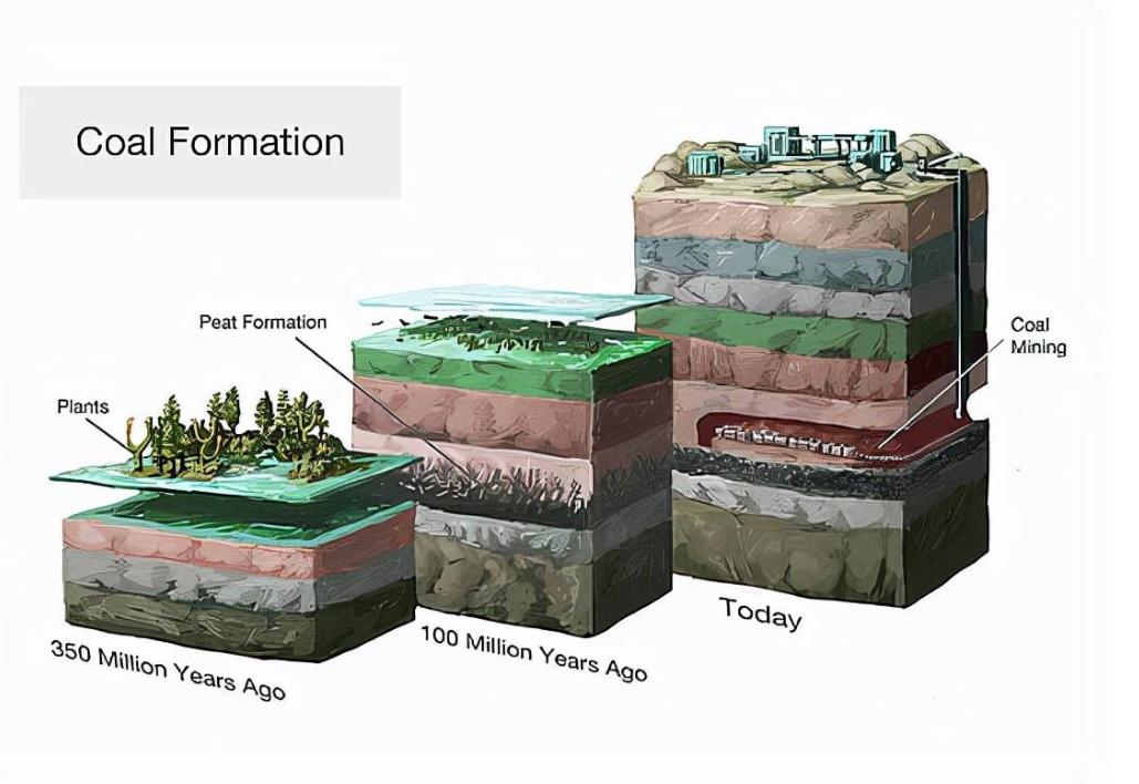 Coal was transformed from trees. Is there any evidence to prove it? How ...