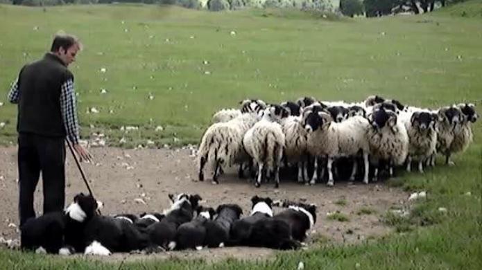 Why are wolves afraid to attack sheep protected by sheepdogs?Can a wolf ...