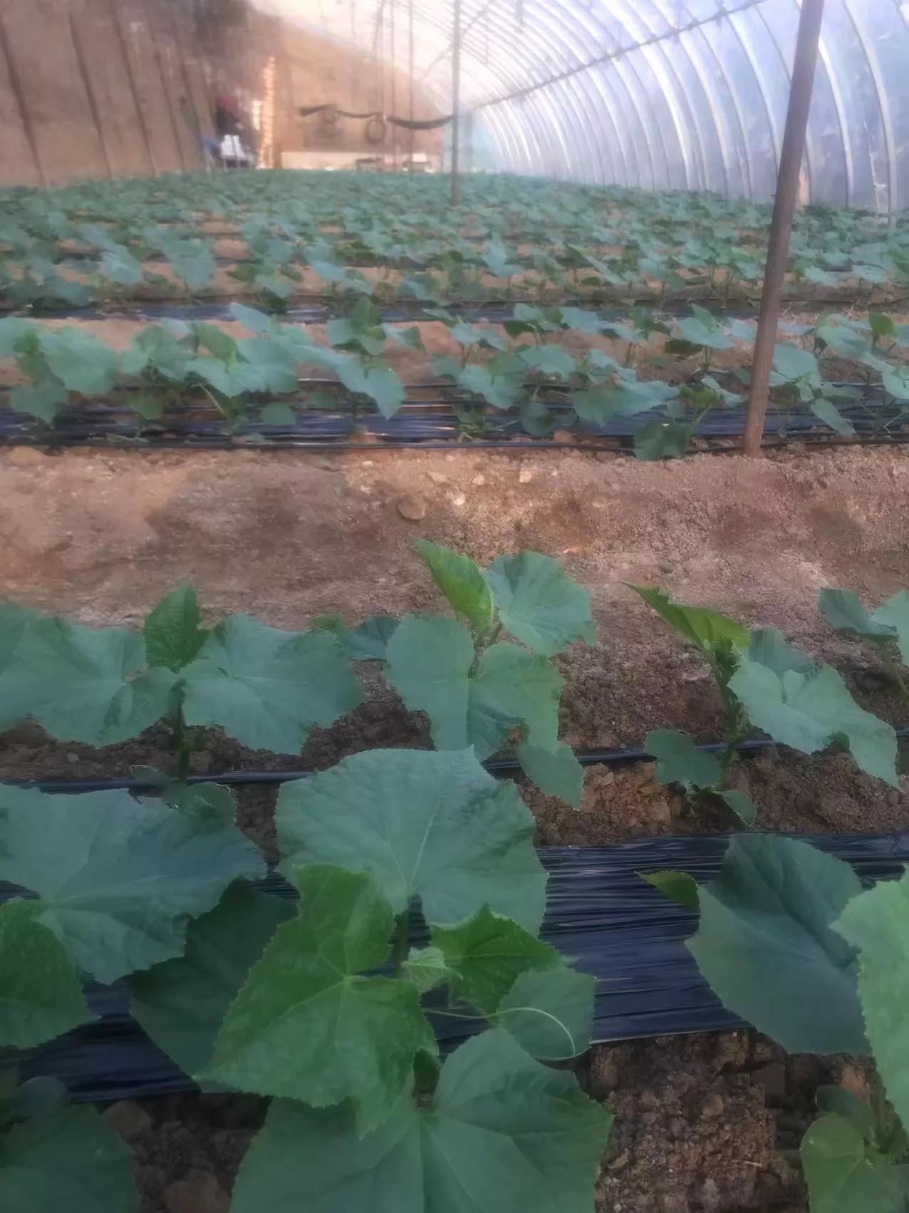 Partridge day. Drunk beautiful autumn light October auspicious - iNEWS