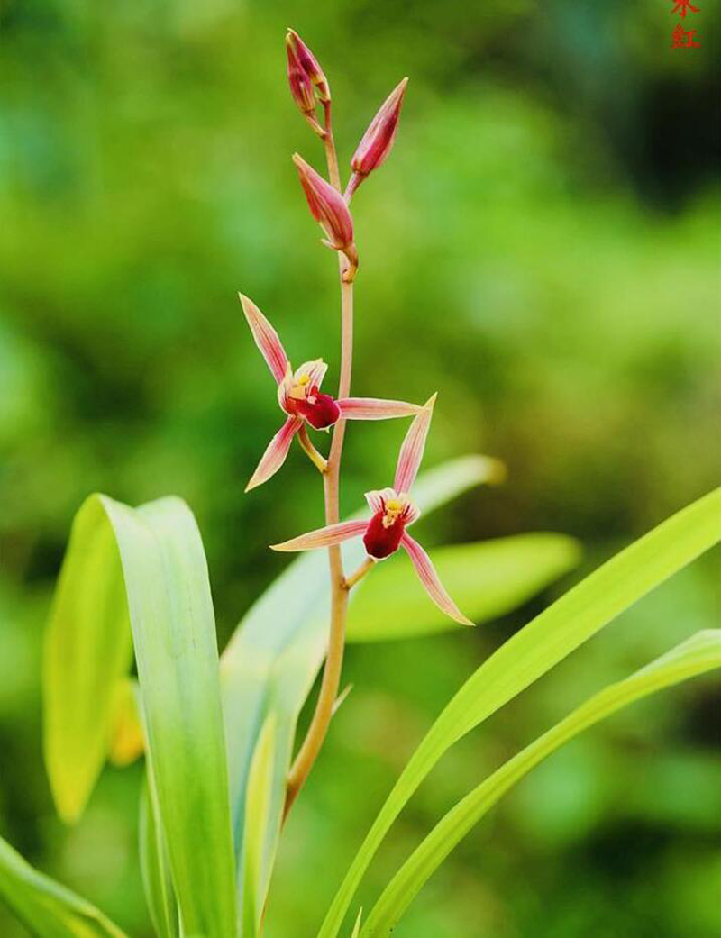 Introduction to Morphological Characteristics, Regional Distribution ...