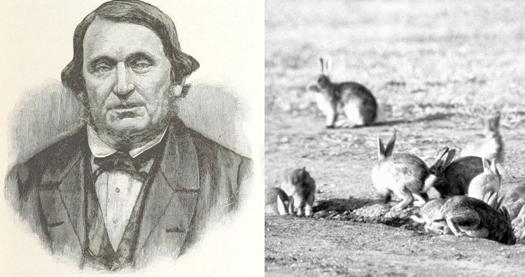 The Rabbit-Human War lasted for 150 years. Australia was defeated and ...