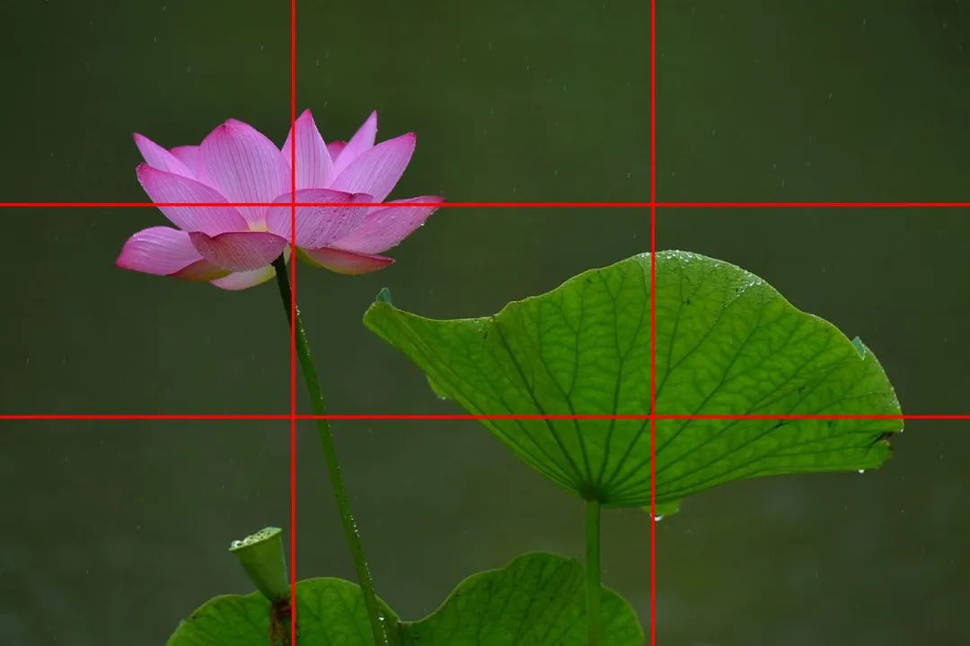 Three Commonly Used Composition Techniques for Shooting Lotus Flowers ...