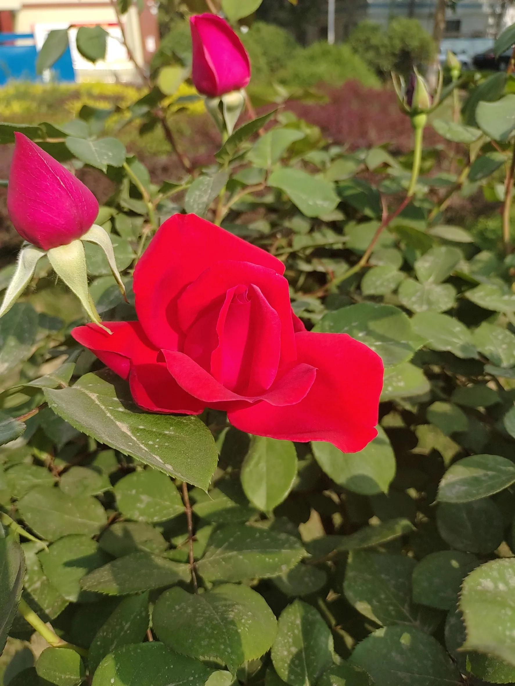 The beautiful rose, the most beautiful rose, the beautiful rose, so ...