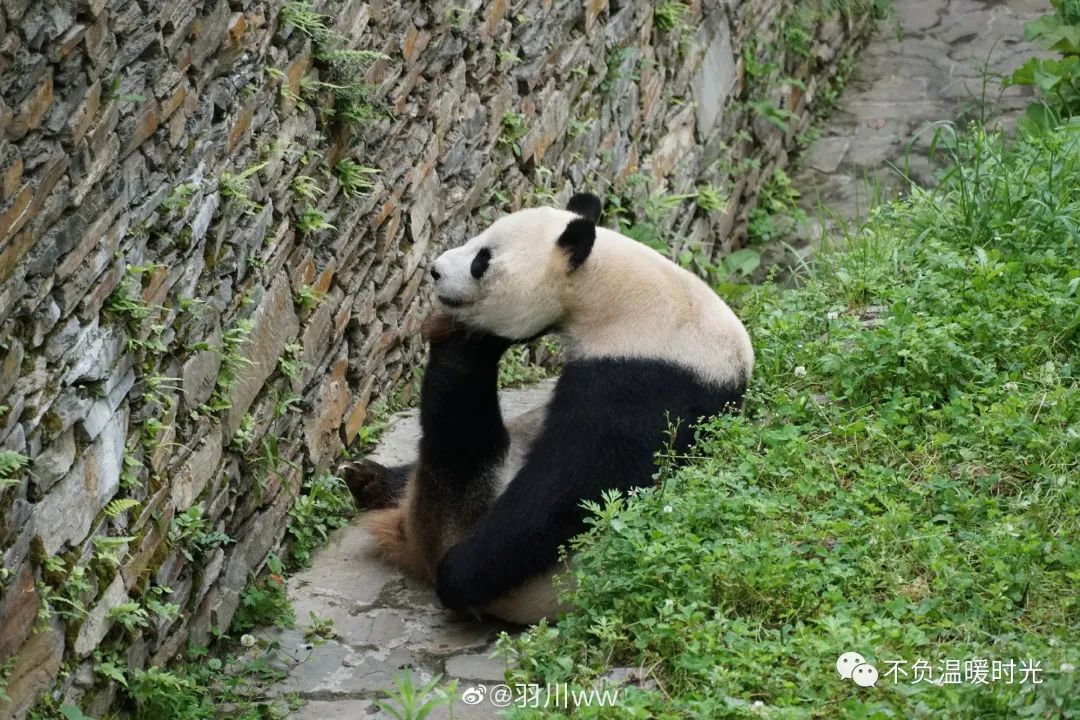 Giant Panda Yeye, Meidudu's Panda Mother - iNEWS