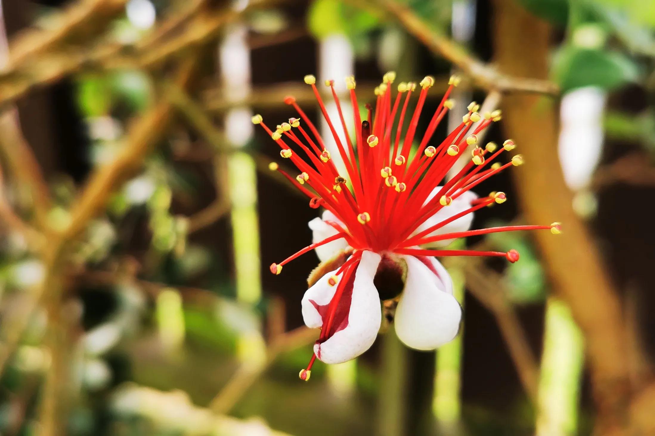 New Zealand in March, Fiji fruit, known as the king of fruit, is ...