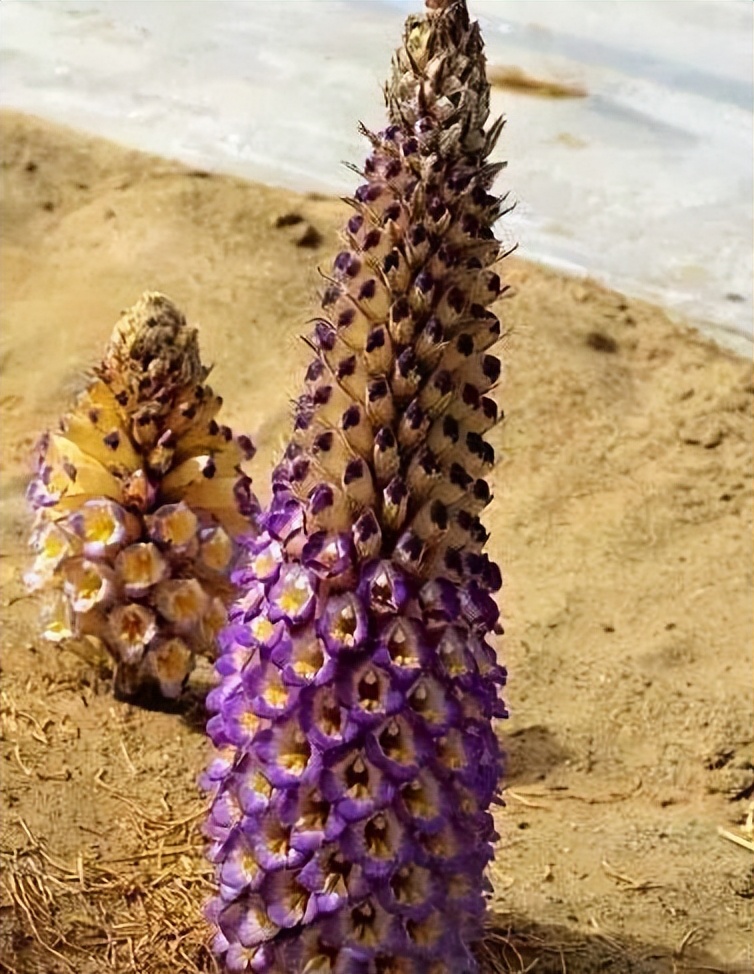 Cistanche desert ginseng is a desert ginseng, nourishing the kidney and ...