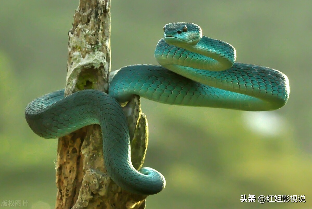 Great Americana: America's Snake Race - iNEWS