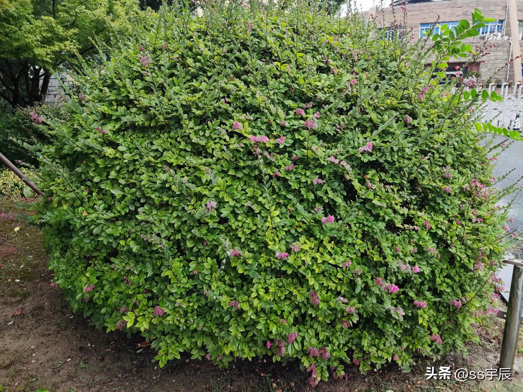 The reddest flower, how to plant and maintain the safflower tree - iMedia