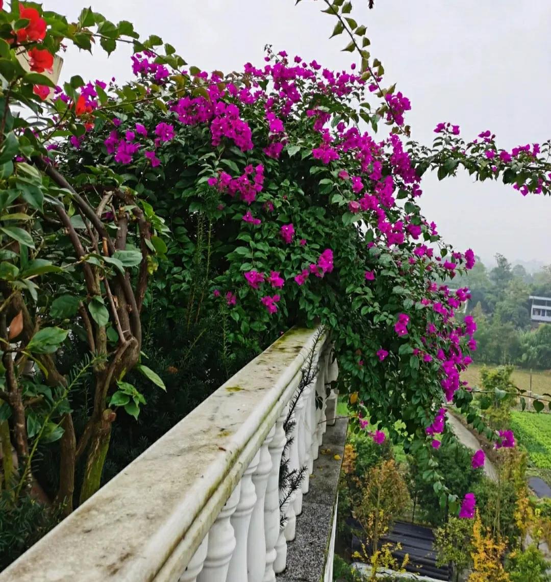 A retired old lady in Wuhan raised a "Kao" tree in front of her house, which is too "dominant ...