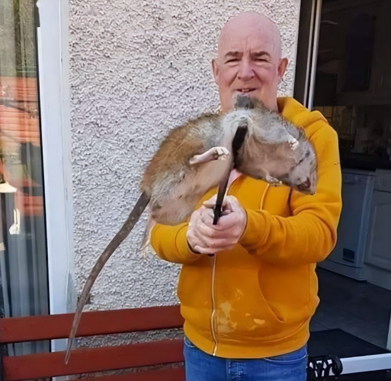 The British giant mouse "rules the king" and can grow up to half a ...