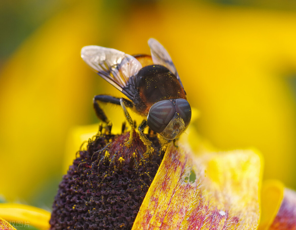 How to take professional-grade macro shots with your mobile phone - iNEWS