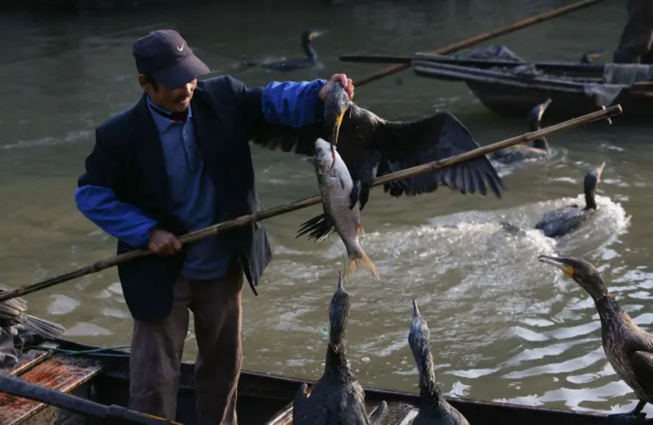 Cormorants eat fish whole, how does it digest it? - iMedia