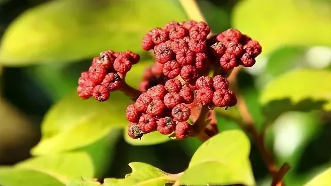 Evodia (warming medicine) - iNEWS