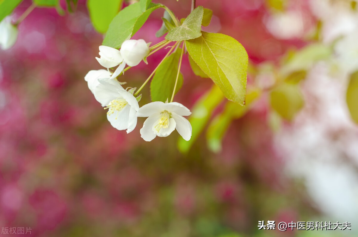 When Qi is sufficient, Yang is prosperous, and when Qi is weak, Yang is ...