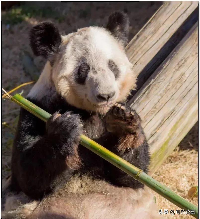 In 2007, when the giant panda "Yan Yan" died suddenly, Germany refused to pay compensation and ...