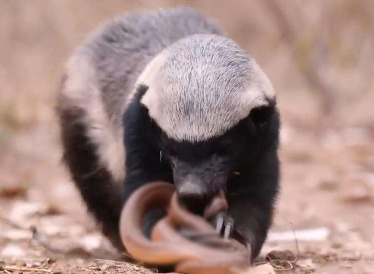 Meerkat, which treats poisonous snakes as its staple food, uses superb ...
