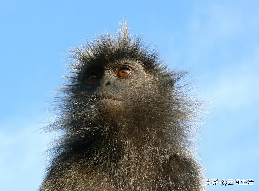 "Hybrid monkeys" appear in Borneo! Scientists are worried: We humans ...