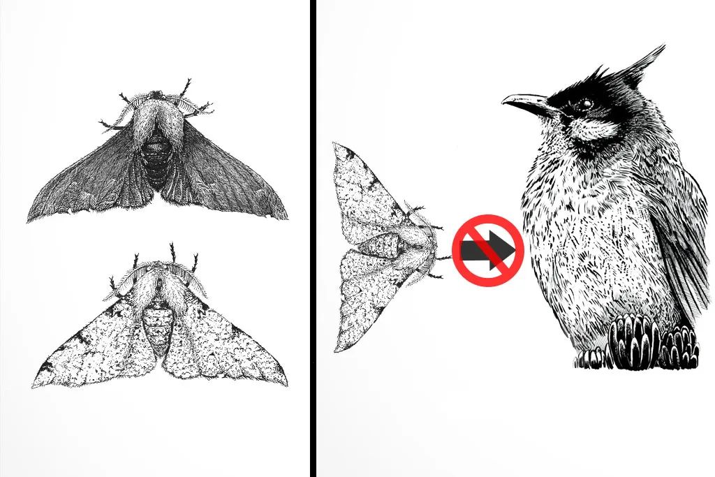 The birch moth has nothing to do with evolution - iNEWS