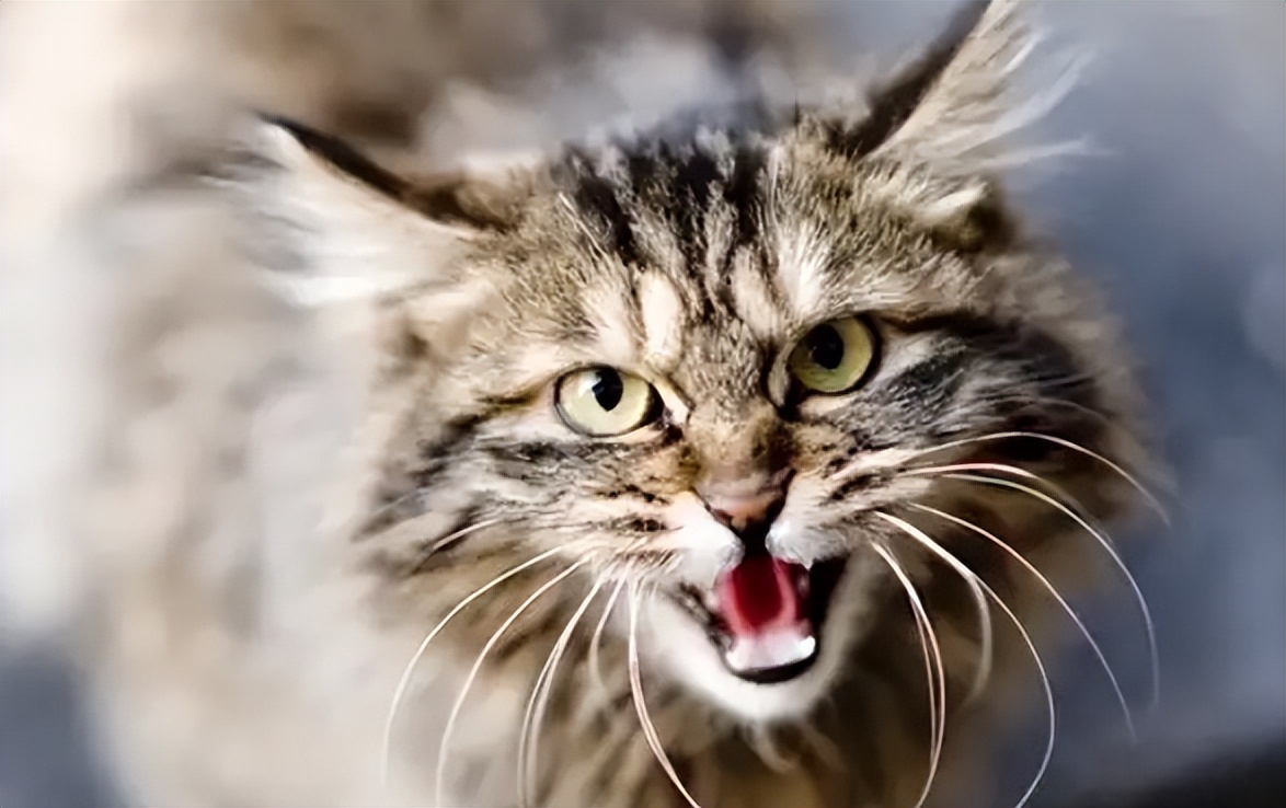 There are levels of "angry" cats, what level is your cat at? - iNEWS
