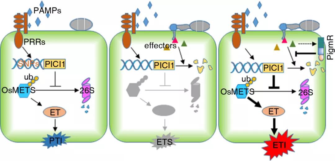 He Zuhua's team discovered a new mechanism of immune metabolism for ...