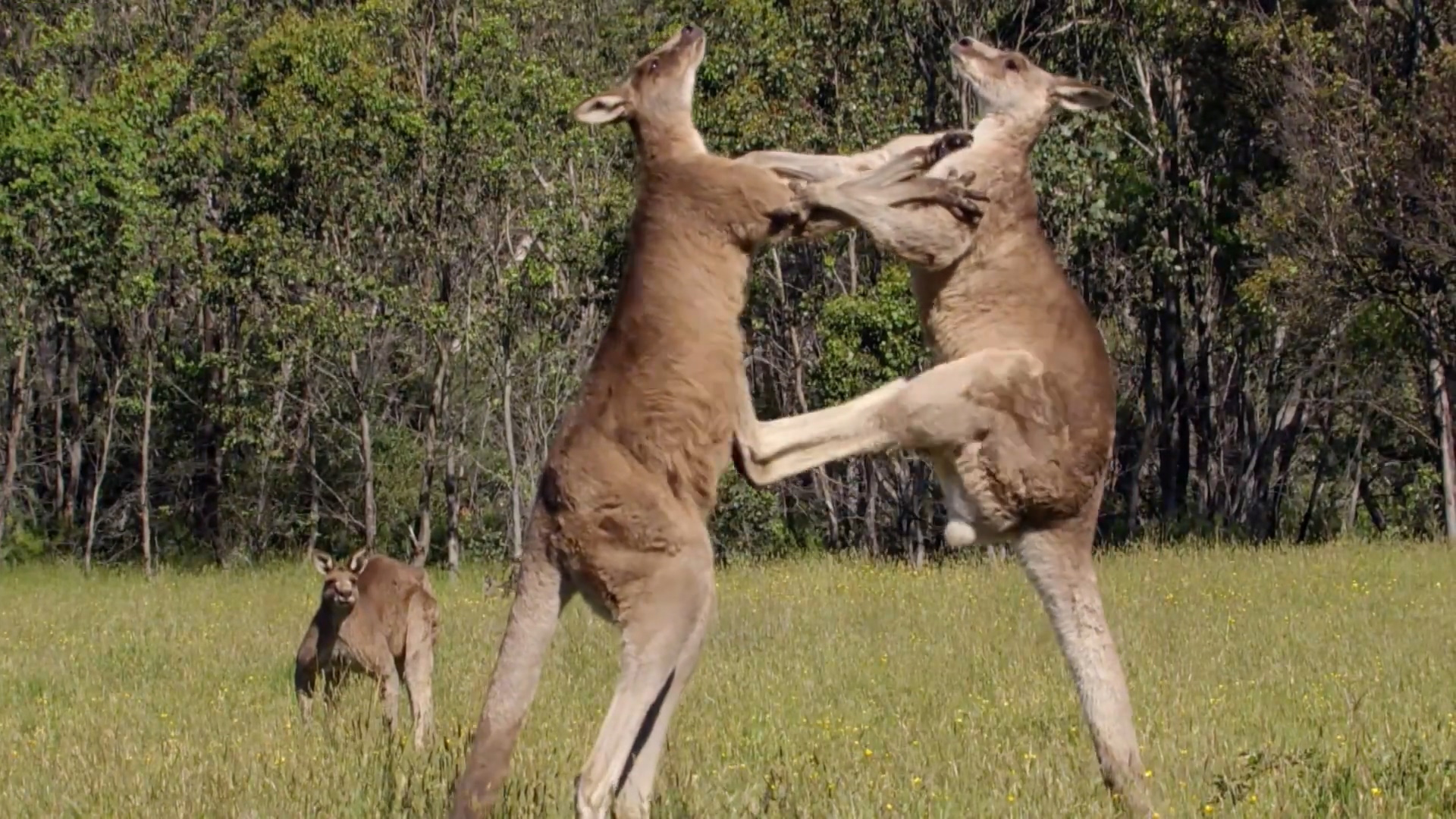 How to protect yourself from a kangaroo attack in Australia? - iNEWS