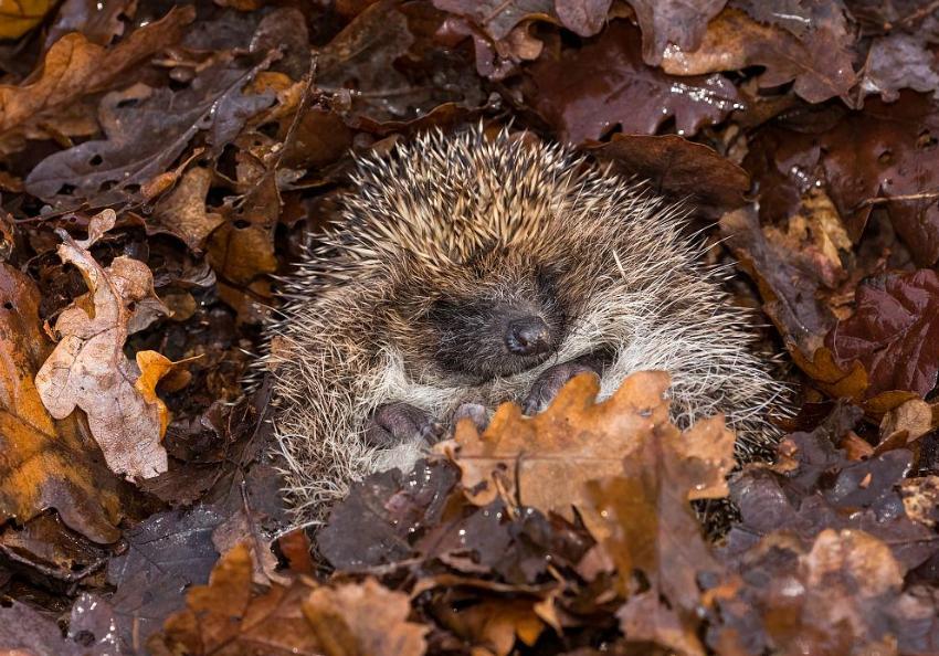 Hibernation is not laziness, why do they hibernate? What are the ...