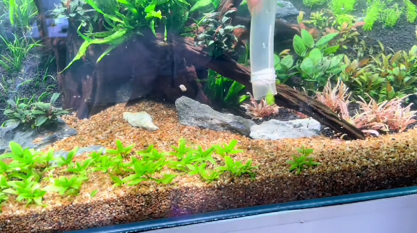 Eight major misunderstandings of grass tank novice ~ The correct method ...