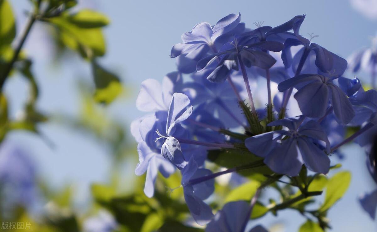 No longer just a dream! Follow these tips to grow your own blue ...