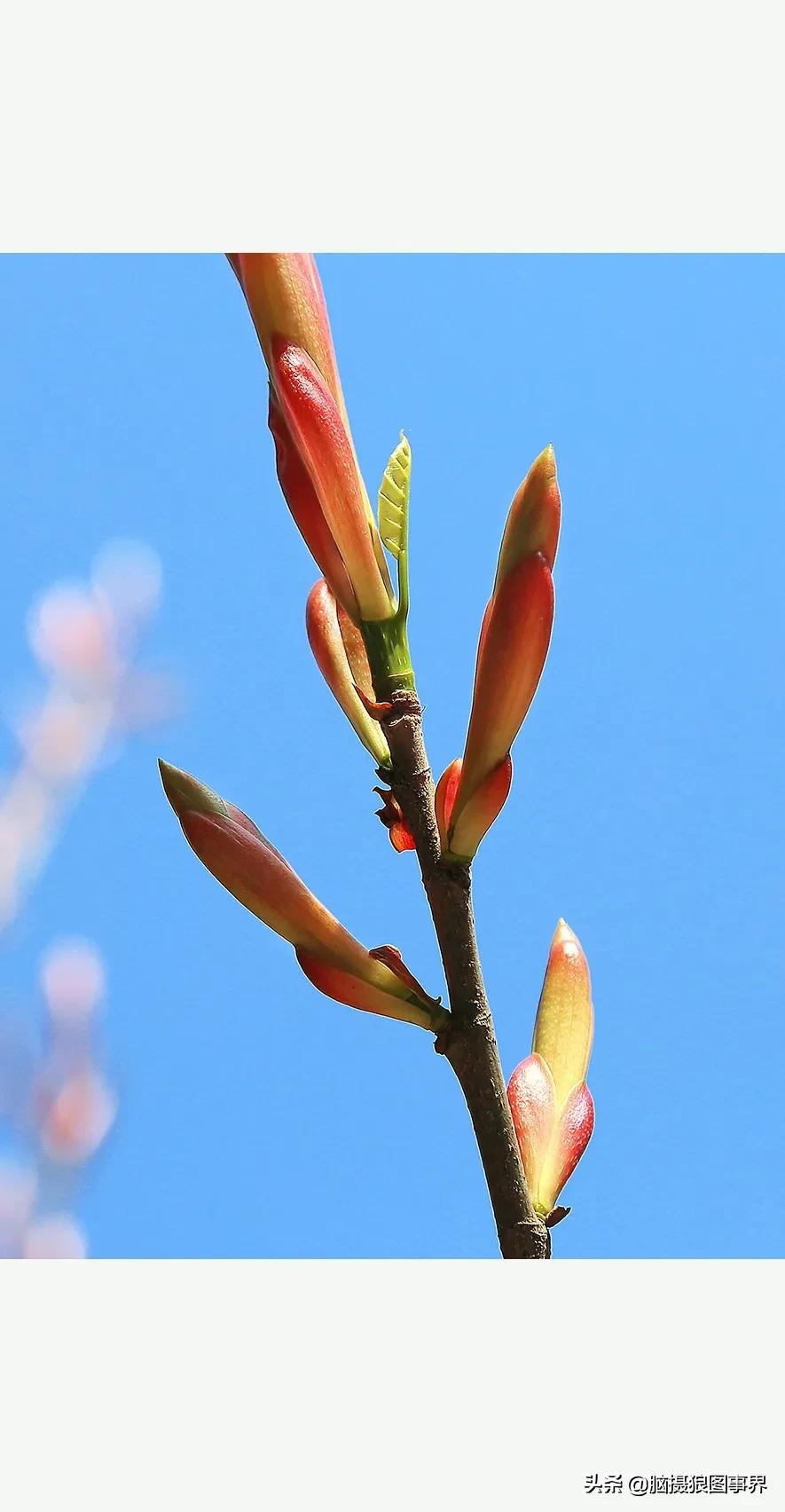 Lichun, share the beauty of spring with you through photography, do you ...