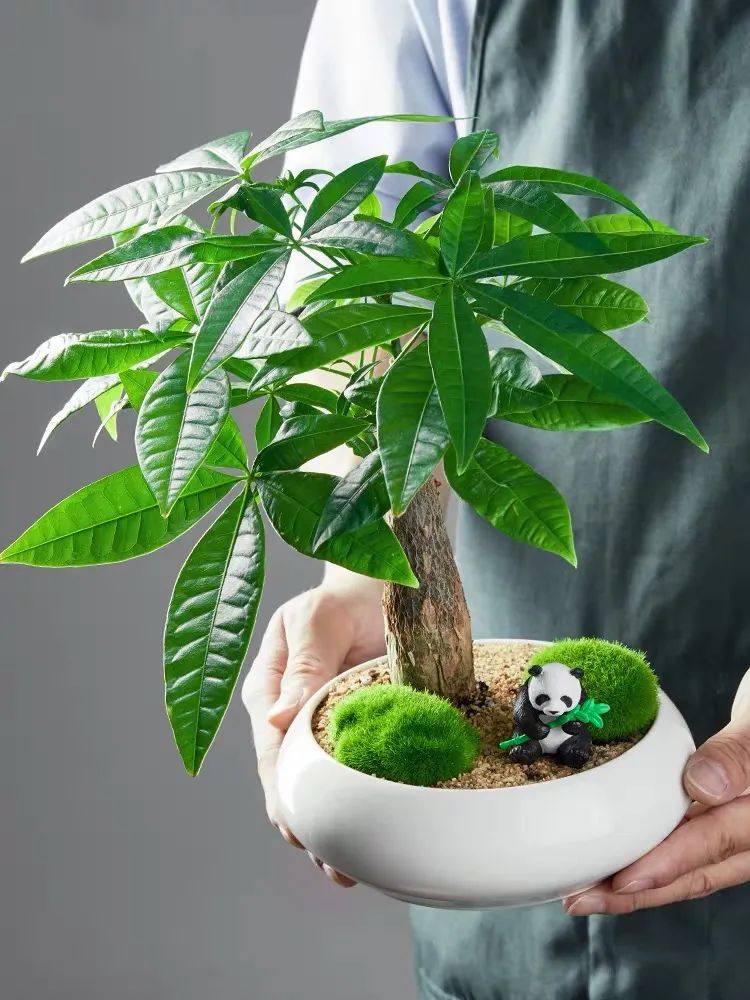 5 kinds of "lucky flowers and plants" at home, don't give them away ...