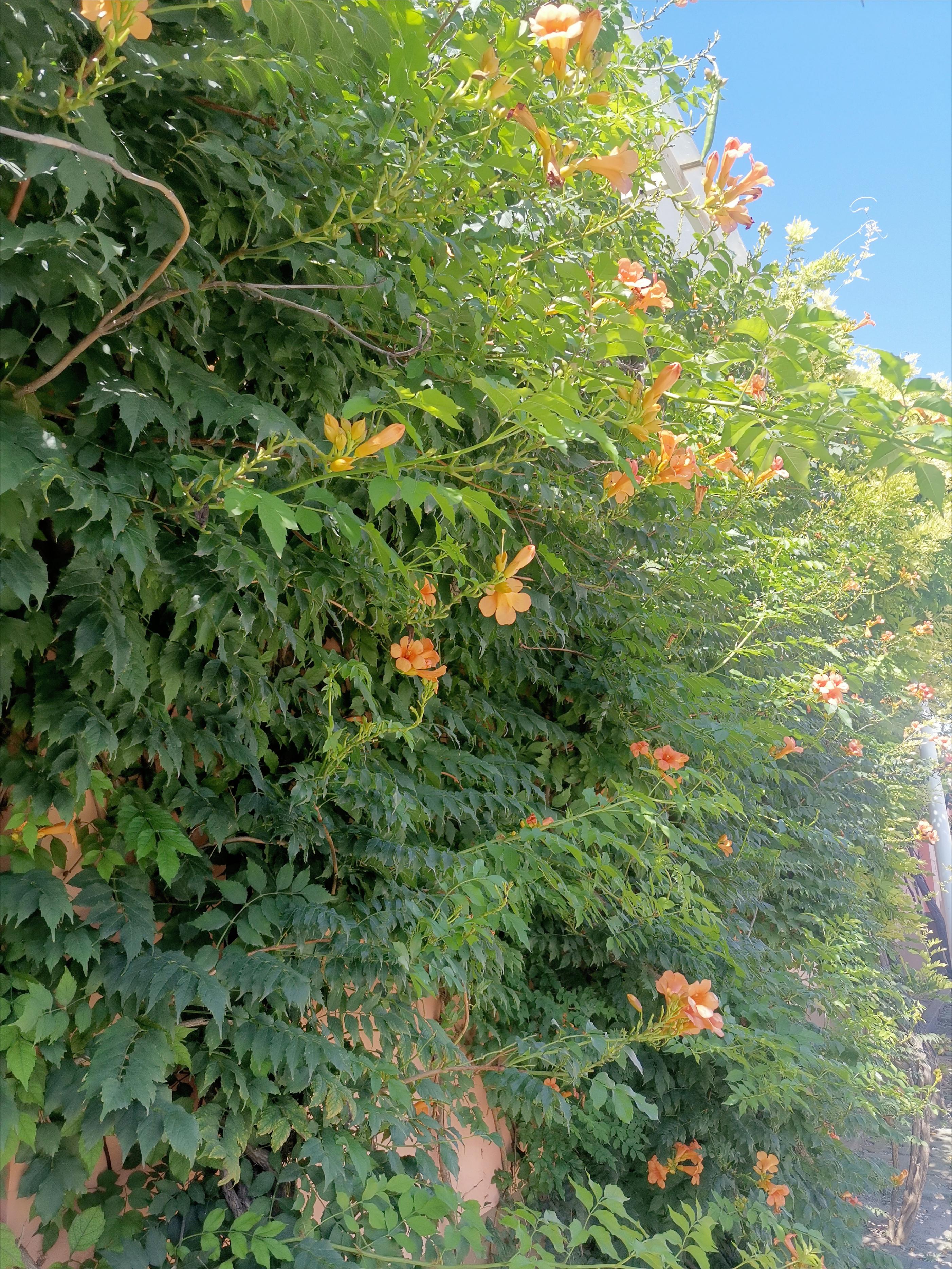 There is a tree named Lingxiao, the root is attached to the body of the ...