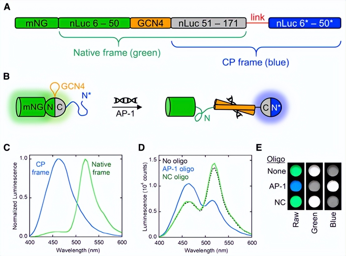 Building high-efficiency biosensors and synthetic biology-engineered ...