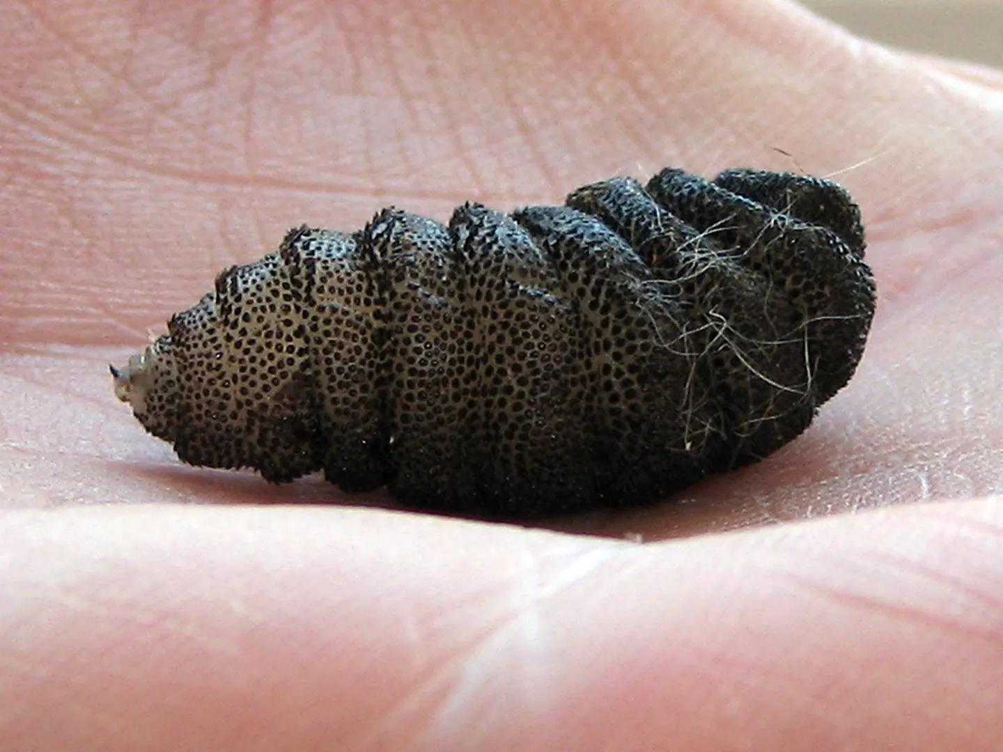 Why are these little maggots so black? - iNEWS