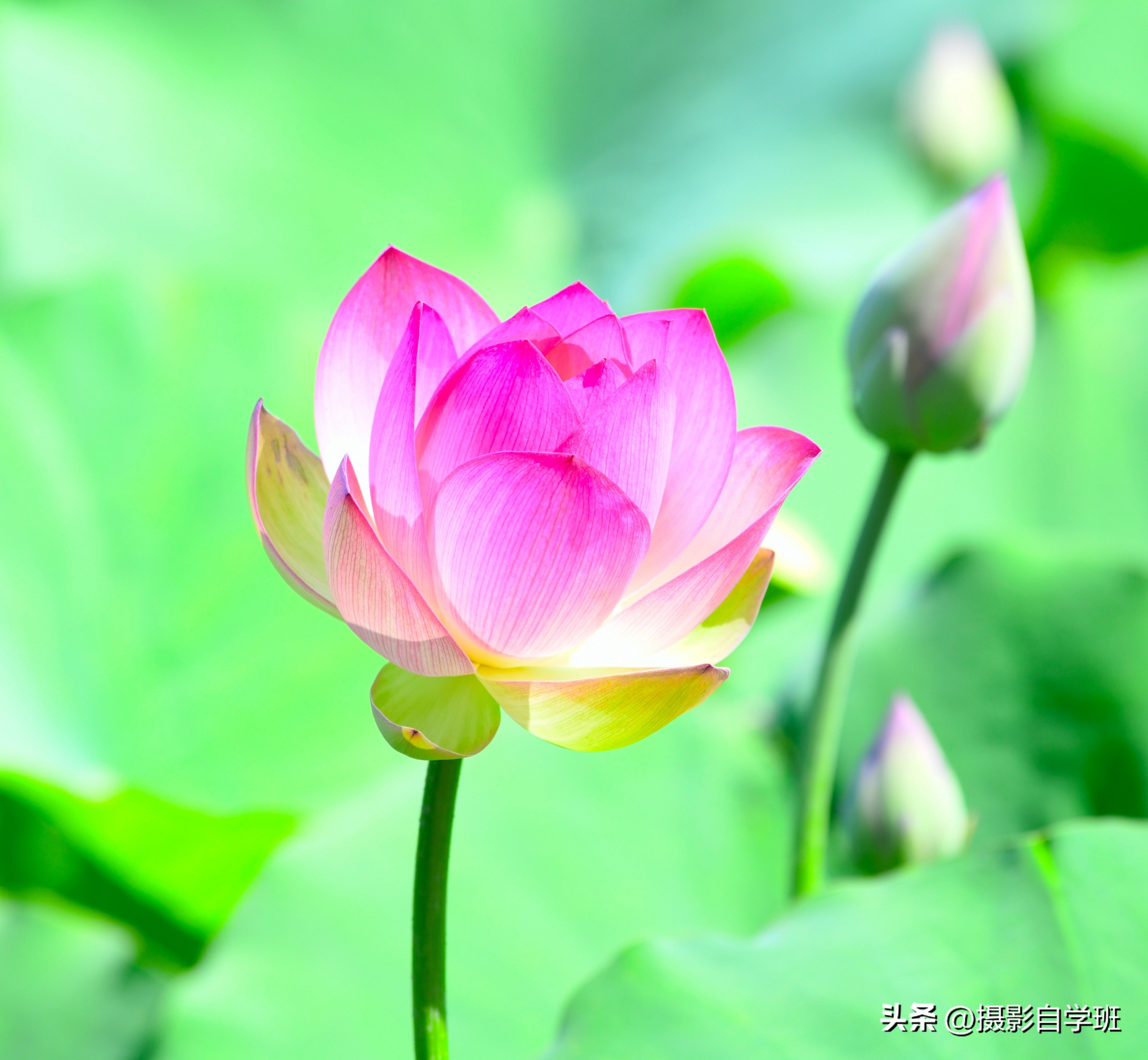4 mistakes in lotus photography, let's take a look at the case. Have ...