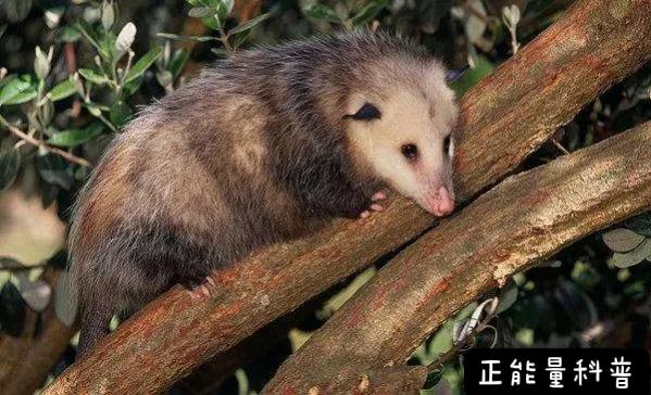 The world's most - the most cunning animal - iNEWS