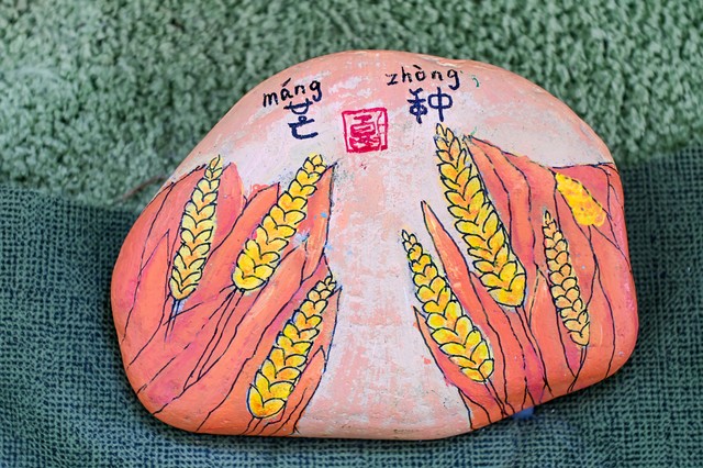 Mango culture - iNEWS