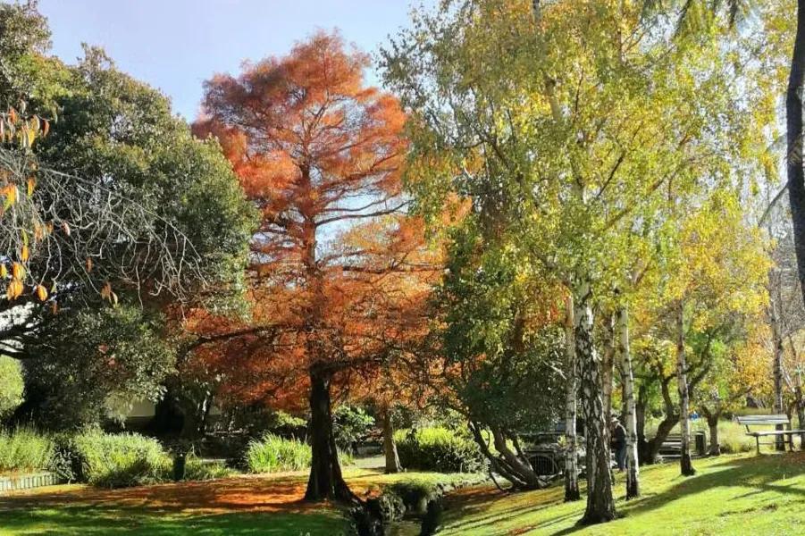 "Huang Sijing's Poems 41" Feeling the hometown of Kluos, the taste of ...