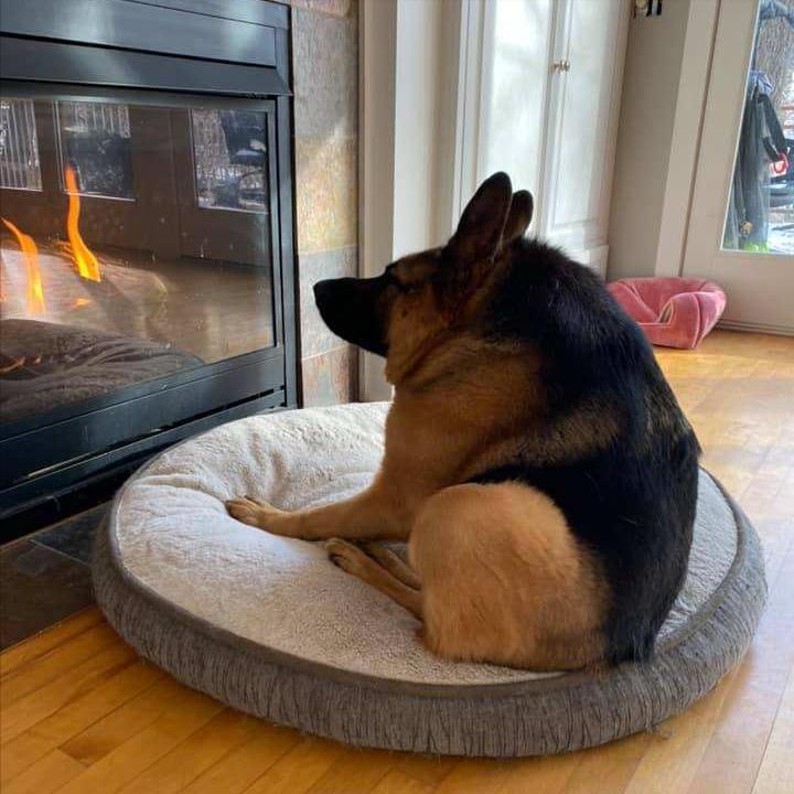 Why is it not recommended to have a Quasimodo dog?I'm sick, I can't ...