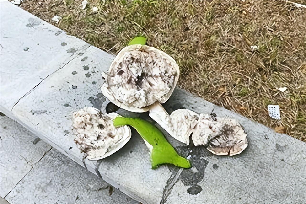 The most dangerous tree in the world, the fruit can explode, the power ...