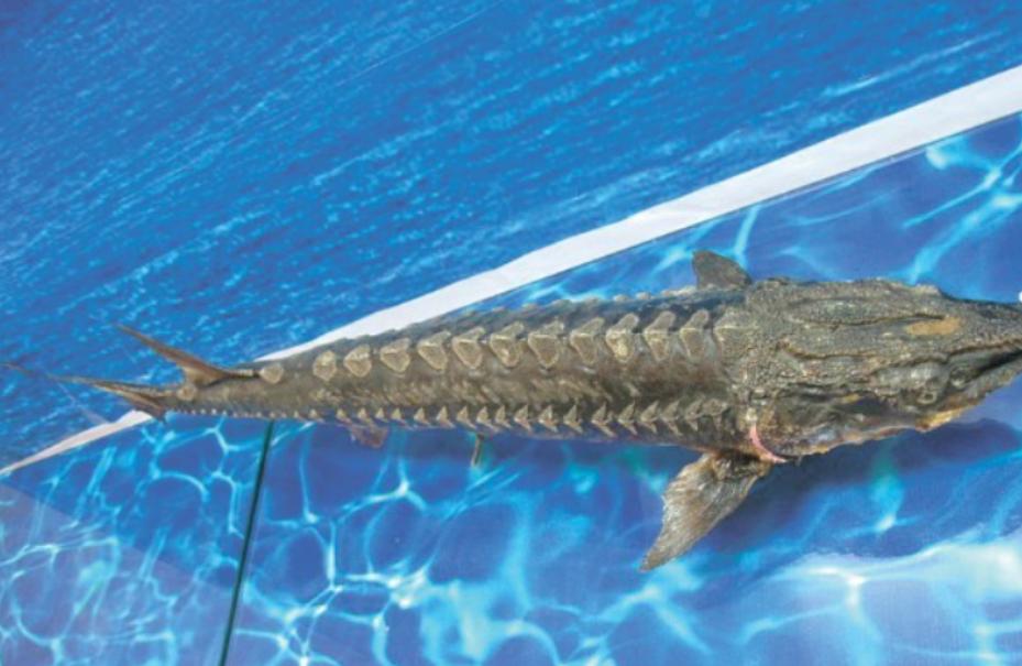 Water monsters appear frequently in the Yangtze River. The Three Gorges ...