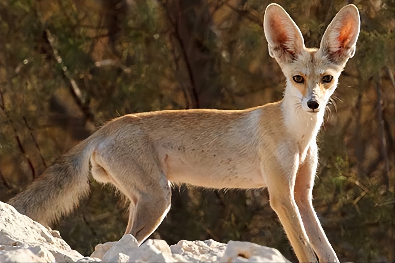 Inventory of 12 different foxes.They are cute on the outside and ...